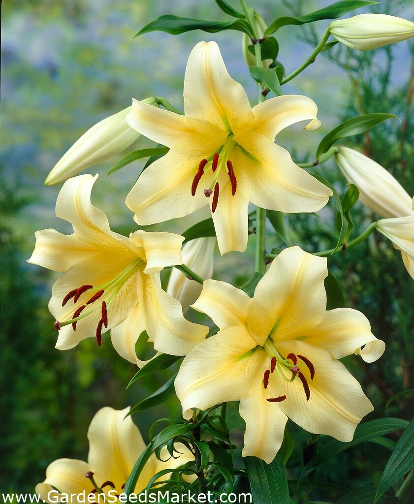 Tree lily - Honeymoon – Garden Seeds Market | Free shipping