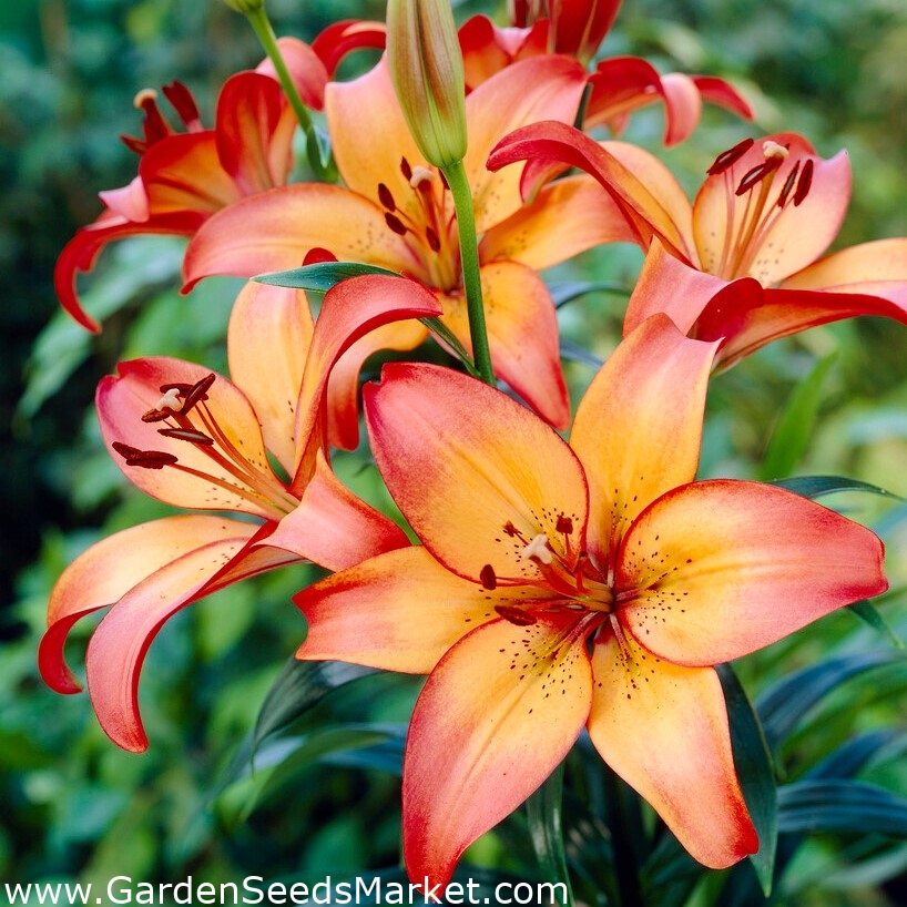 Lilija - karaliskais saulriets - – Garden Seeds Market | Bezmaksas sūtīšana