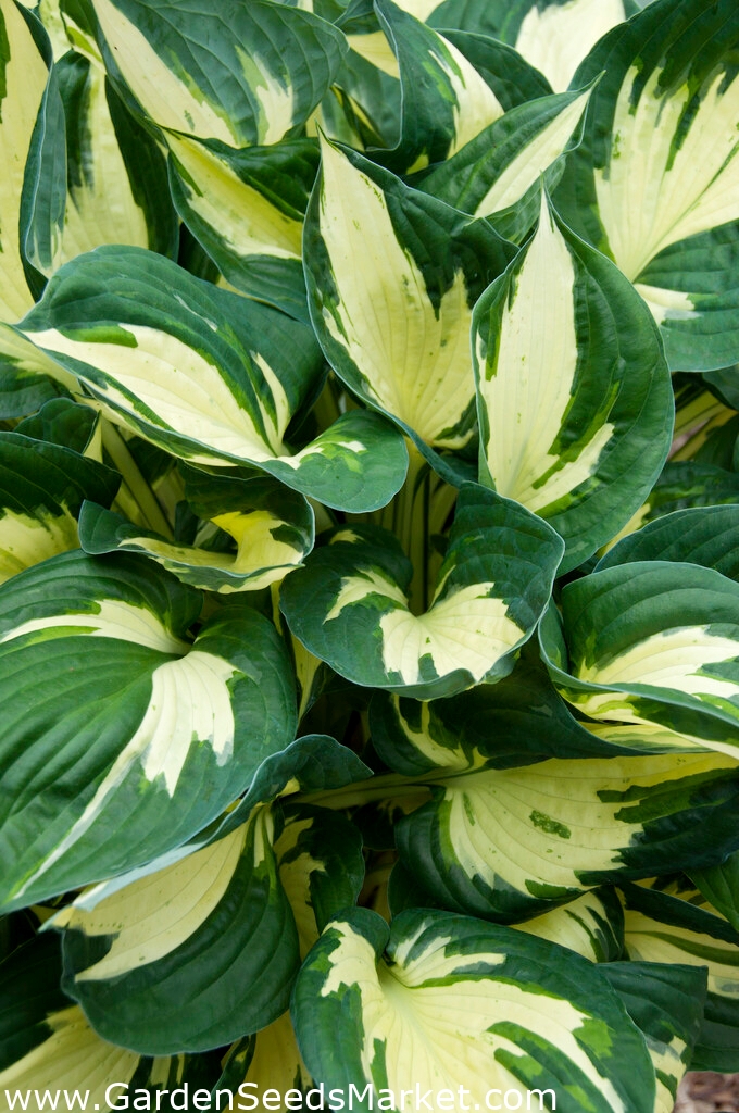 Hosta - Colored Hulk - Large Pack! - 10 pcs. – Garden Seeds Market ...