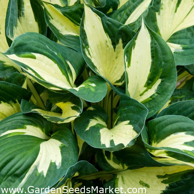 Hosta Hulk colorat - – Garden Seeds Market | Transport gratuit