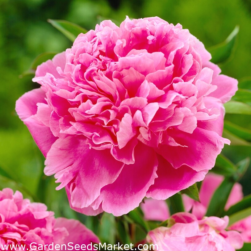 Peony, Paeonia - Jacorma - Seedling - GIGA Pack! - 50 pcs – Garden ...