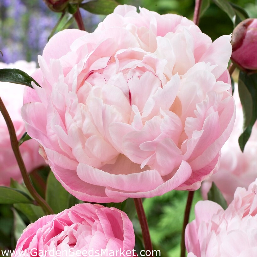 Peony, Paeonia - Lady Alexandra Duff - seedling – Garden Seeds Market ...