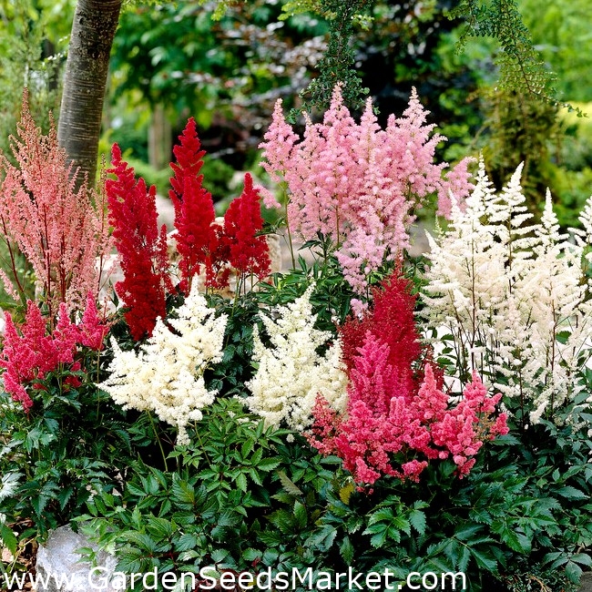 Falošná kozia brada (Astilbe) - mix – Garden Seeds Market | Doprava zdarma