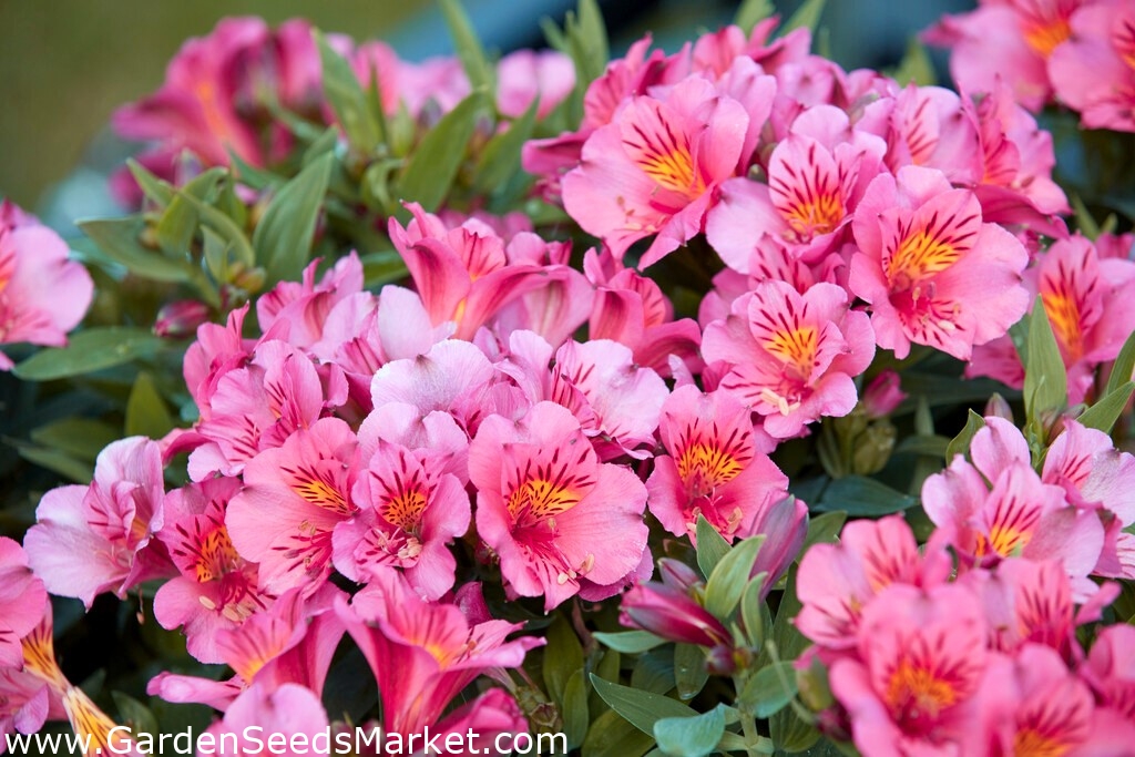 Perujska lilija - Alstroemeria Roze - 1 kos - – Garden Seeds Market ...
