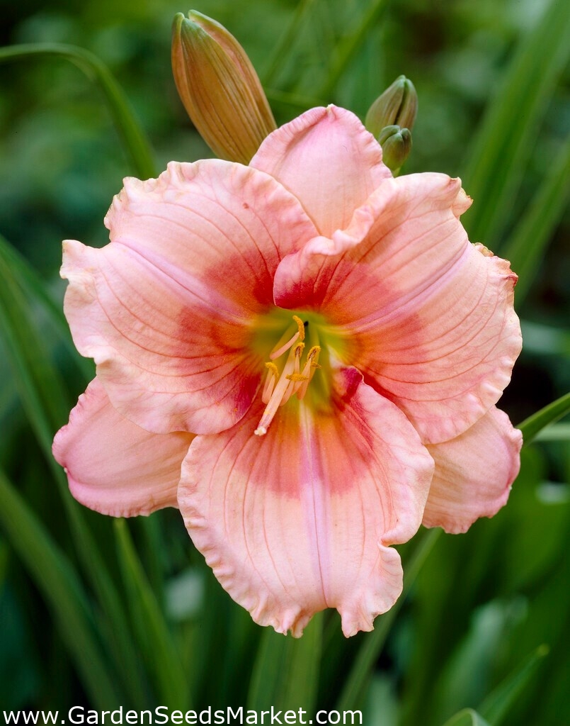 Daylily Janice Brown - – Garden Seeds Market | Nemokamas pristatymas