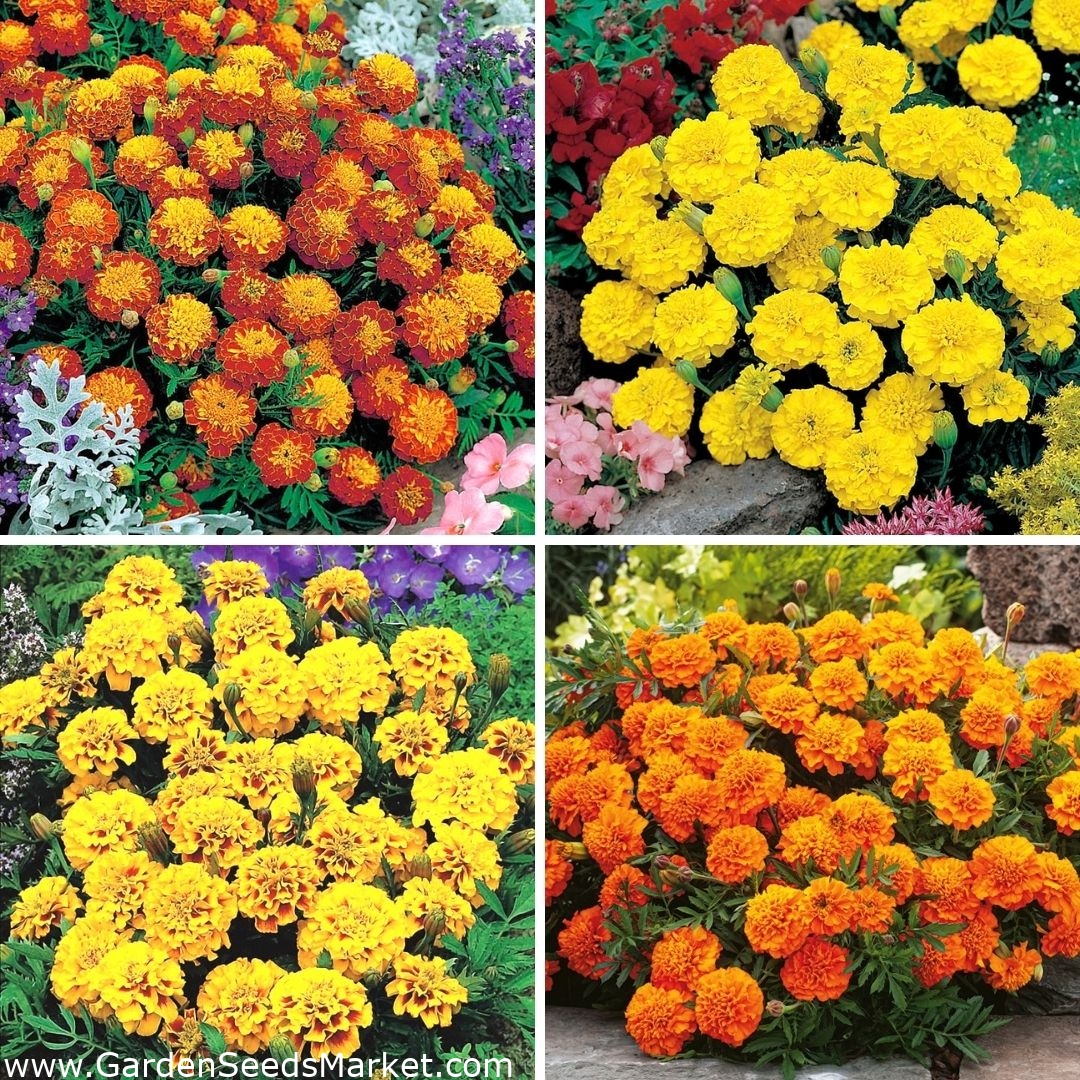 Marigold - set of four flowering plant varieties – Garden Seeds Market ...