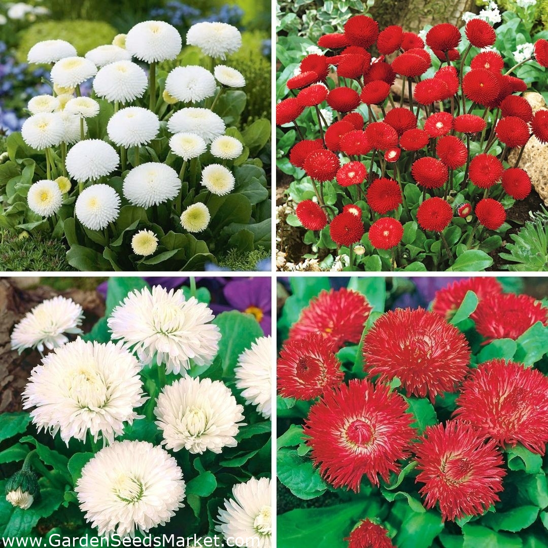 Daisy seeds - selection of four varieties – Garden Seeds Market | Free ...