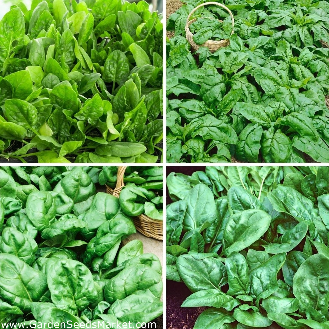 Špenát - semená štyroch odrôd - – Garden Seeds Market | Doprava zdarma