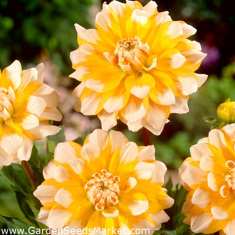 Dahlia - Seattle - XL pack - 50 pcs – Garden Seeds Market | Free shipping