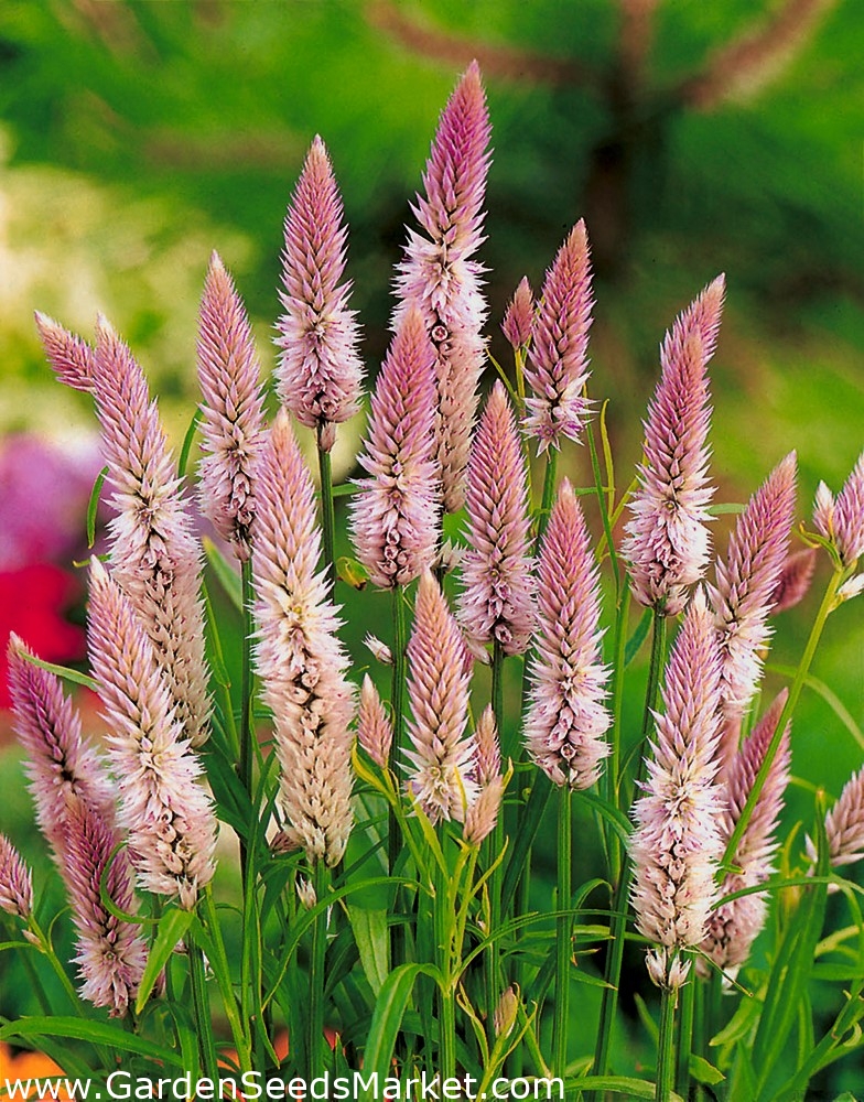 Celosia - Flamingo - Celosia spicata - Elegant Two-Tone Spires - Fresh ...
