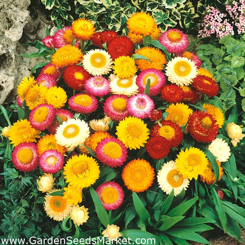 Helichrysum Monstrosum