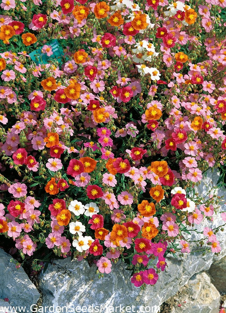 Rock Rose - Helianthemum nummularium Mutabile - Mixed - Summer-Long ...