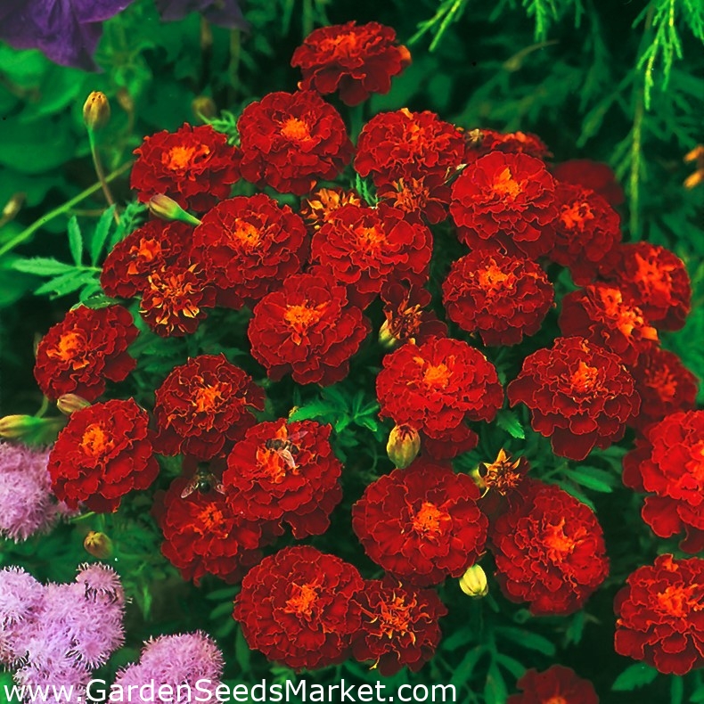 French marigold Carmen - 1 kg – Garden Seeds Market | Free shipping