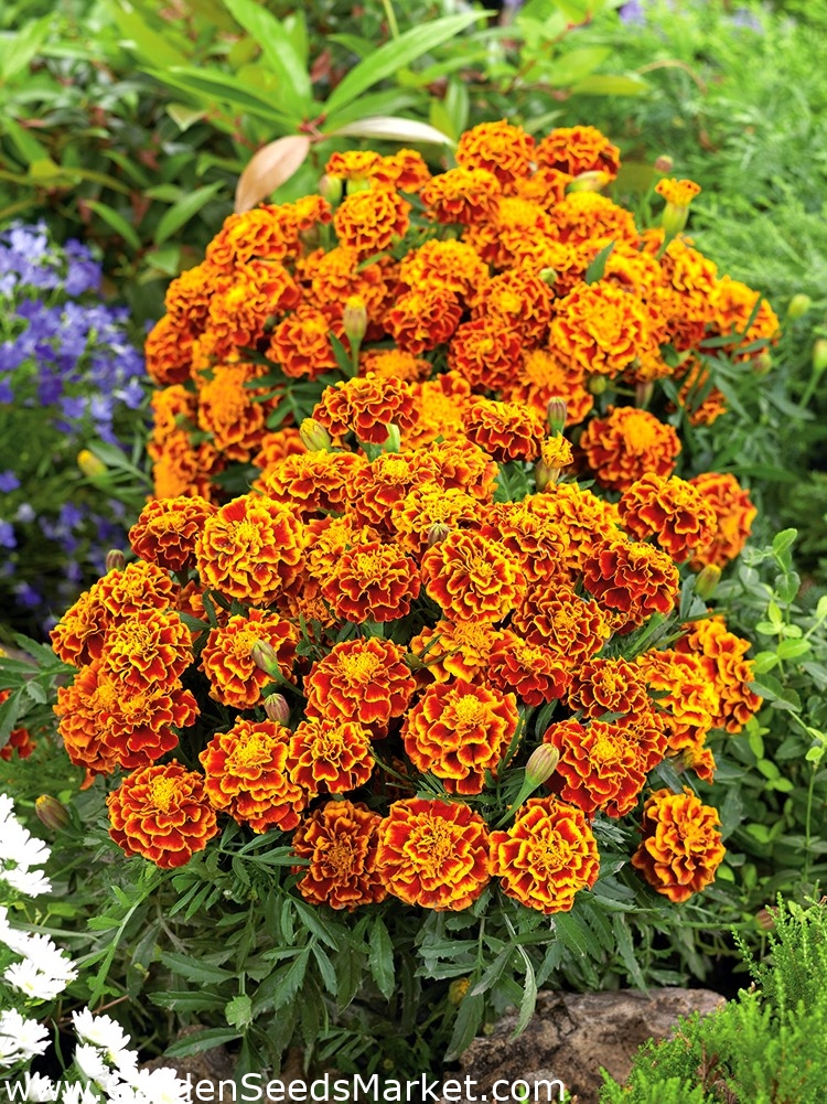 French marigold "Fiesta" - 315 seeds – Garden Seeds Market | Free shipping