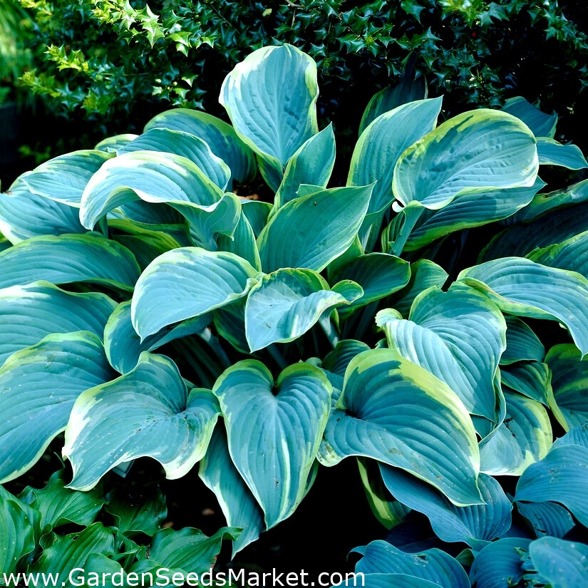 Regal Splendor hosta, plantain lilje - XL pakke - 50 stk - – Garden ...