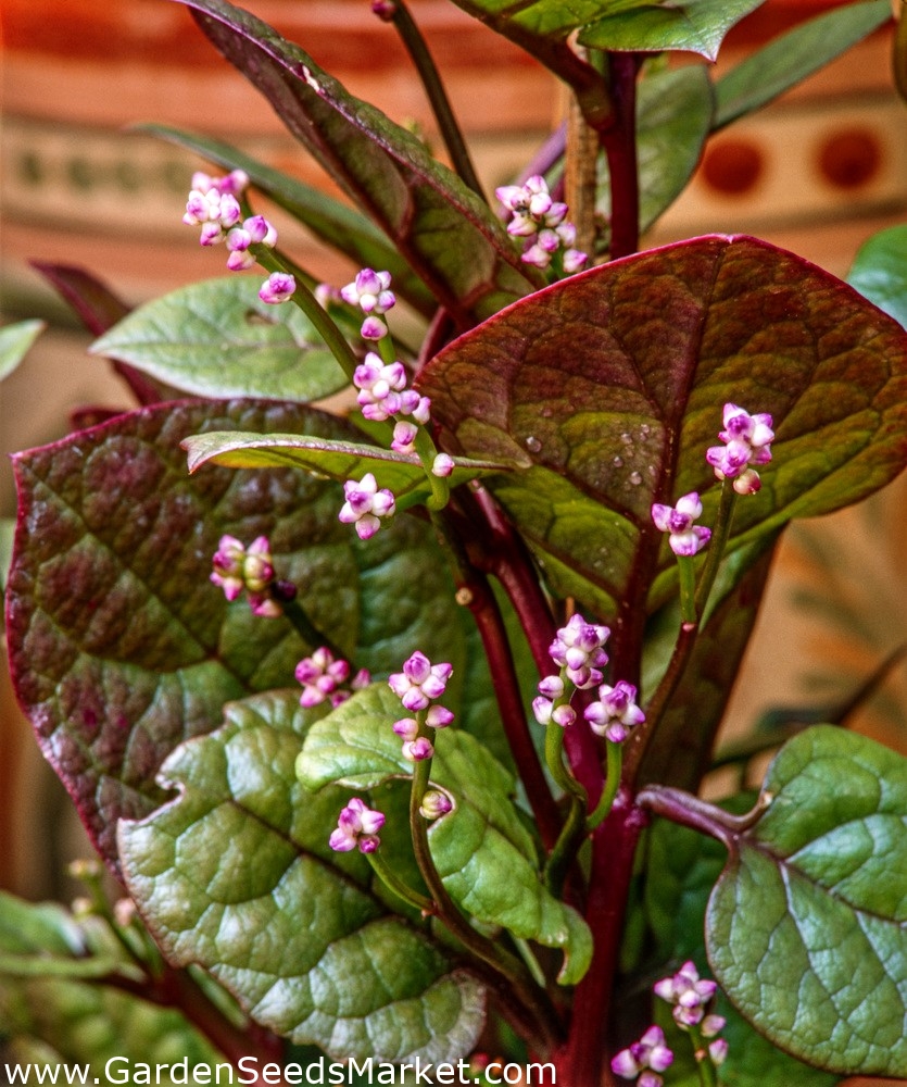 Épinard malabar - vigne grimpante - – Garden Seeds Market | Livraison ...