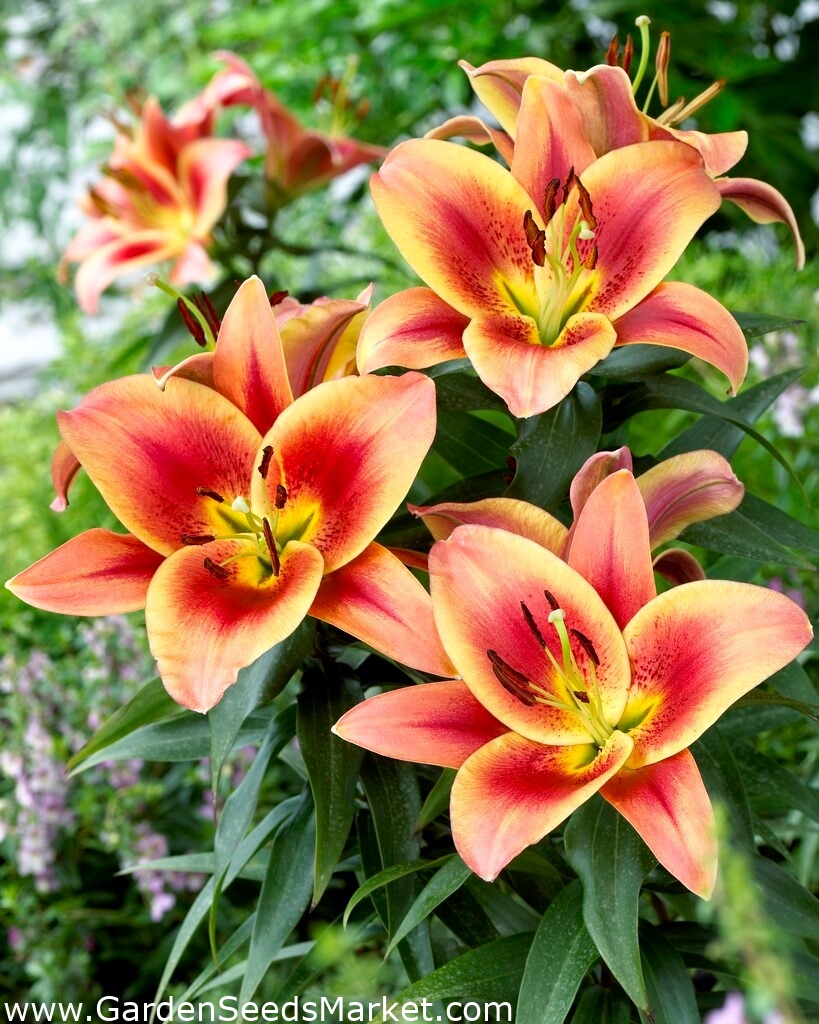 Tree lily - Montego Bay – Garden Seeds Market | Free shipping