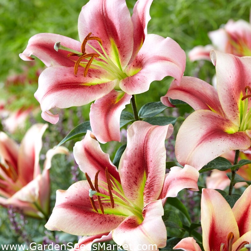 Tree Lily - Olympic Torch - Large Pack! - 10 pcs. – Garden Seeds Market ...
