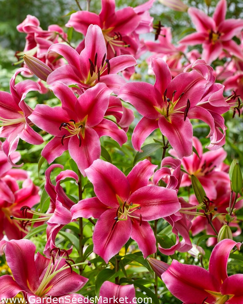 Tree lily - Sensi – Garden Seeds Market | Free shipping