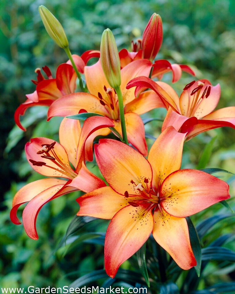 Lily - Royal Sunset - Large Pack! - 10 pcs. – Garden Seeds Market ...