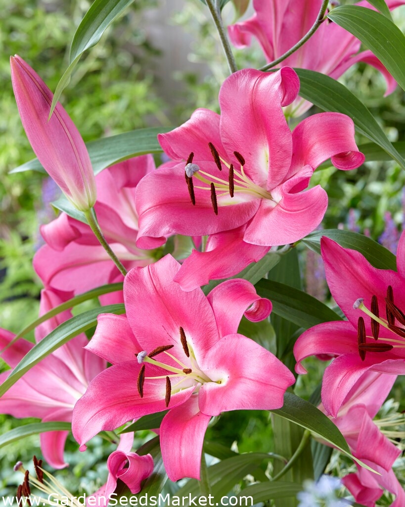 Tree Lily - Robina - Large Pack! - 10 pcs. – Garden Seeds Market | Free ...