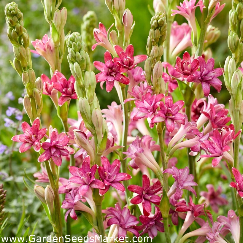Pink Fragrant Tuberose - Polianthes Cherry - Large Pack! - 10 pcs ...