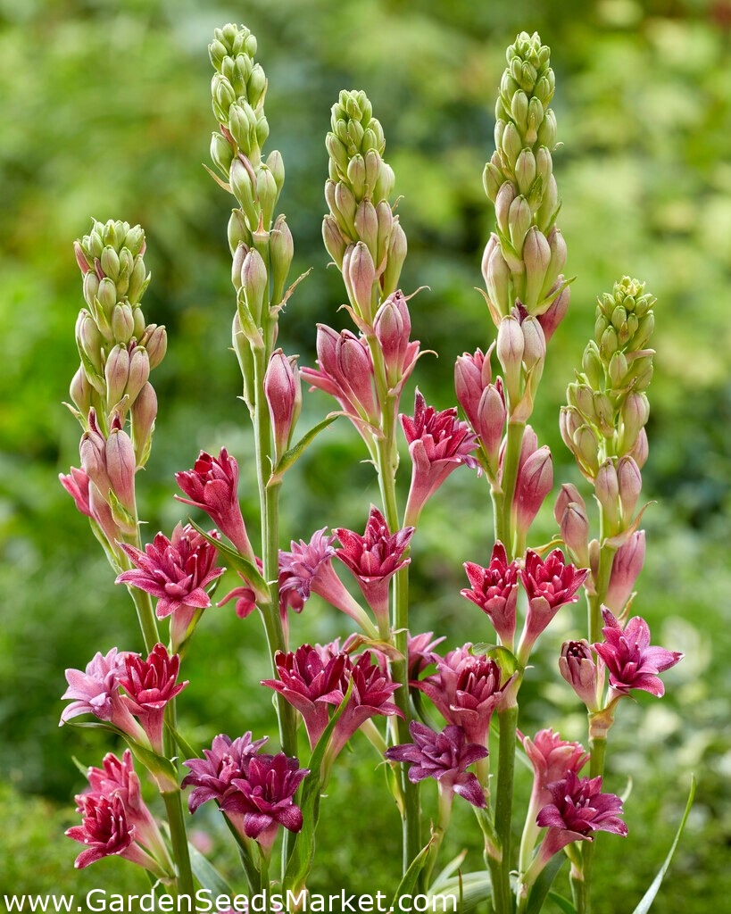 Dark Pink Fragrant Tuberose - Polianthes Love - Large Pack! - 10 pcs ...