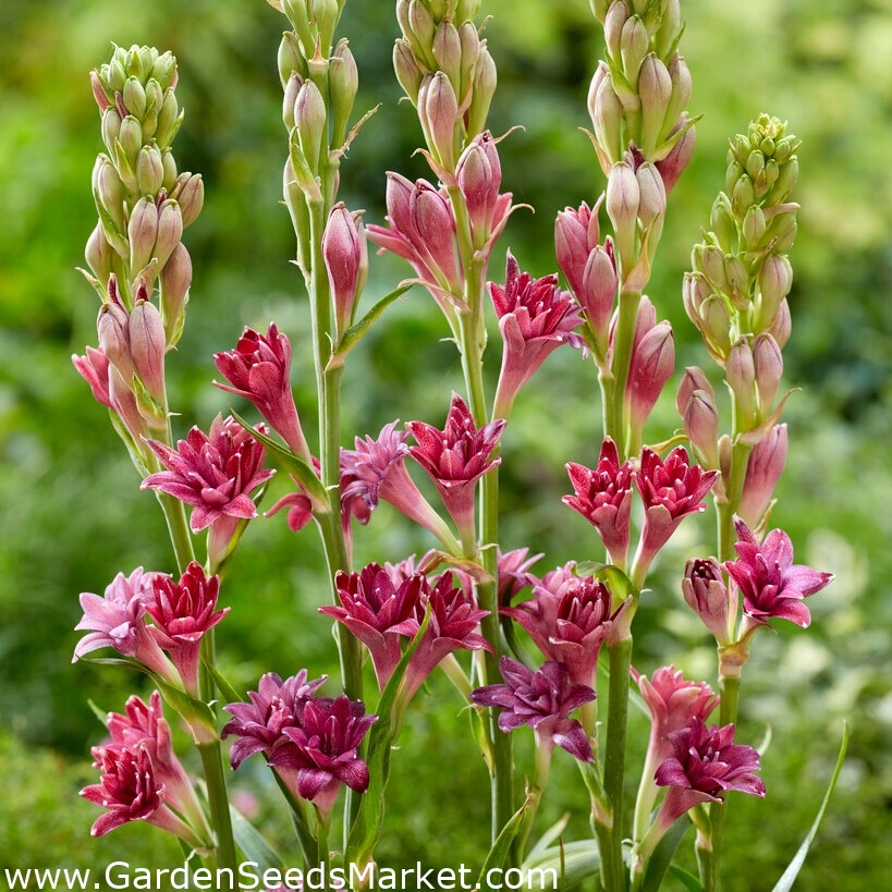 Dark Pink Fragrant Tuberose - Polianthes Love - Large Pack! - 10 pcs ...