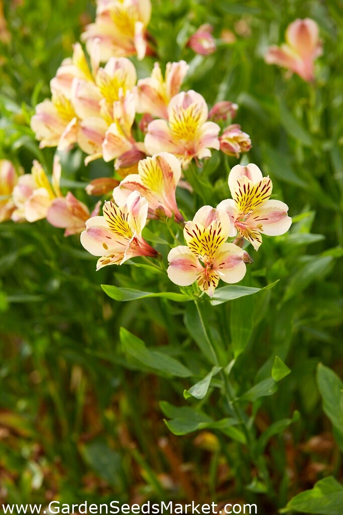 Peruvian Lily - Alstroemeria Majestic Layon - GIGA Pack! - 50 pcs ...