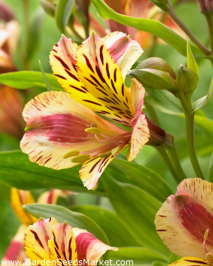 Peruanische Lilie - Alstroemeria Marguerite - 1 Stk - – Garden Seeds ...
