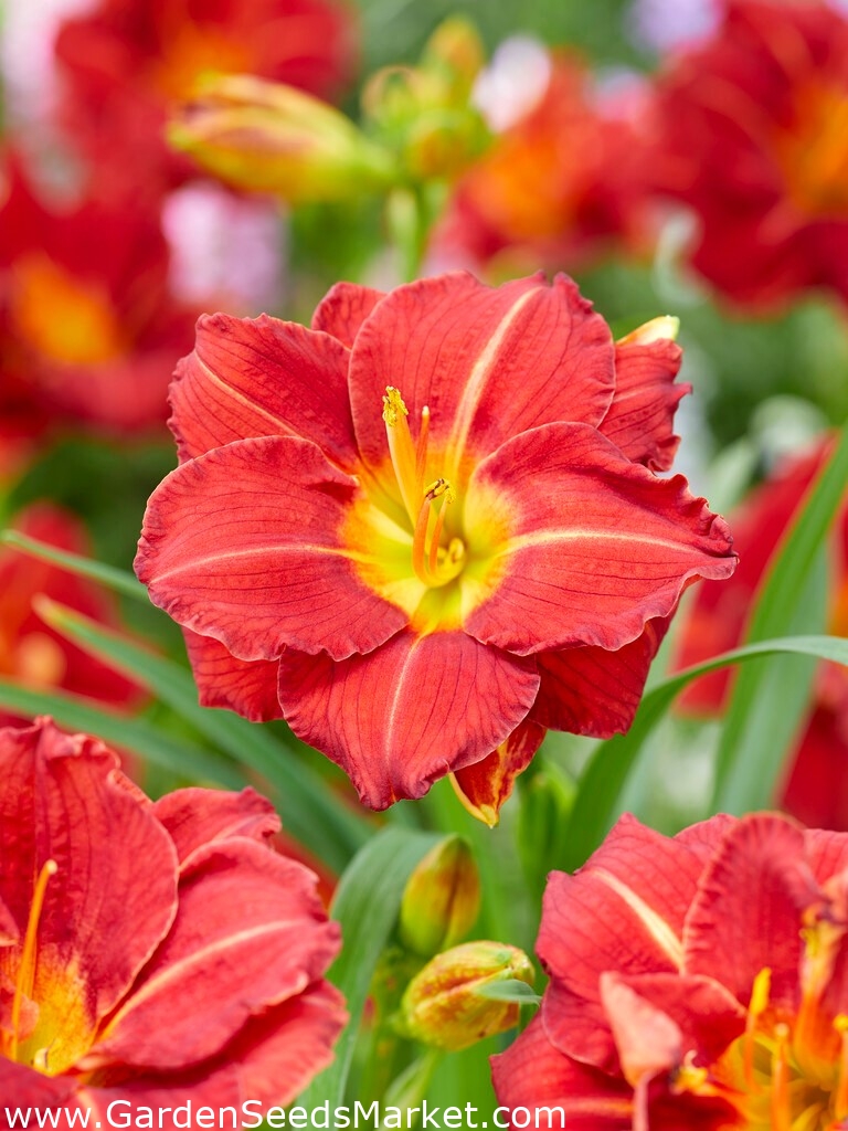Daylily Booby Ruby - – Garden Seeds Market | Transport gratuit