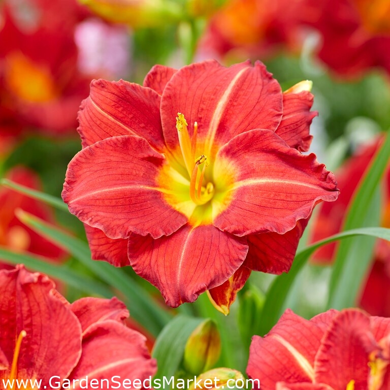 Daylily - Booby Ruby - Large Pack! - 10 pcs. – Garden Seeds Market ...