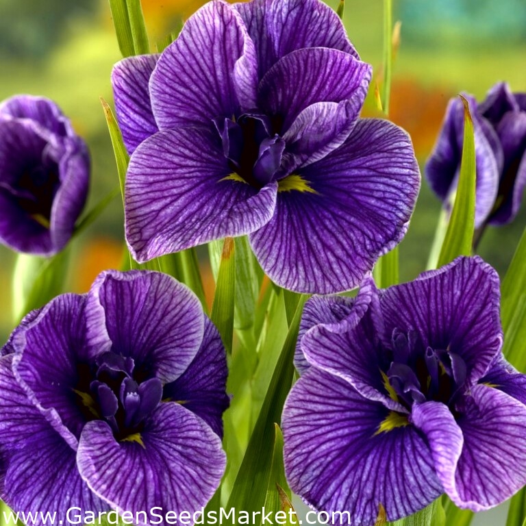 Japanese Iris - Katy Mendez - Large Pack! - 10 pcs. – Garden Seeds Market | Free shipping