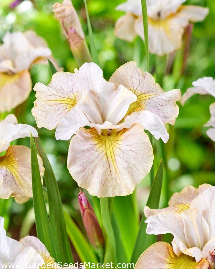 Siberian Iris - Lemon Veil - GIGA Pack! - 50 pcs. – Garden Seeds Market ...