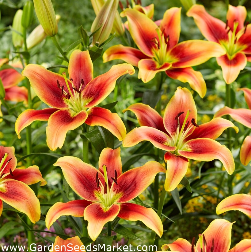 Lily - Avalon Sunset – Garden Seeds Market | Free shipping