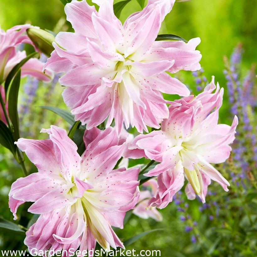Lily - Lotus Elegance - oriental, de flores dobles - – Garden Seeds ...