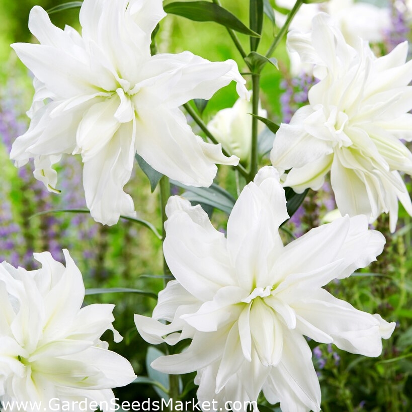 Lilia - Lotus Ice - orientalna, pełna – Garden Seeds Market | Bebas ...