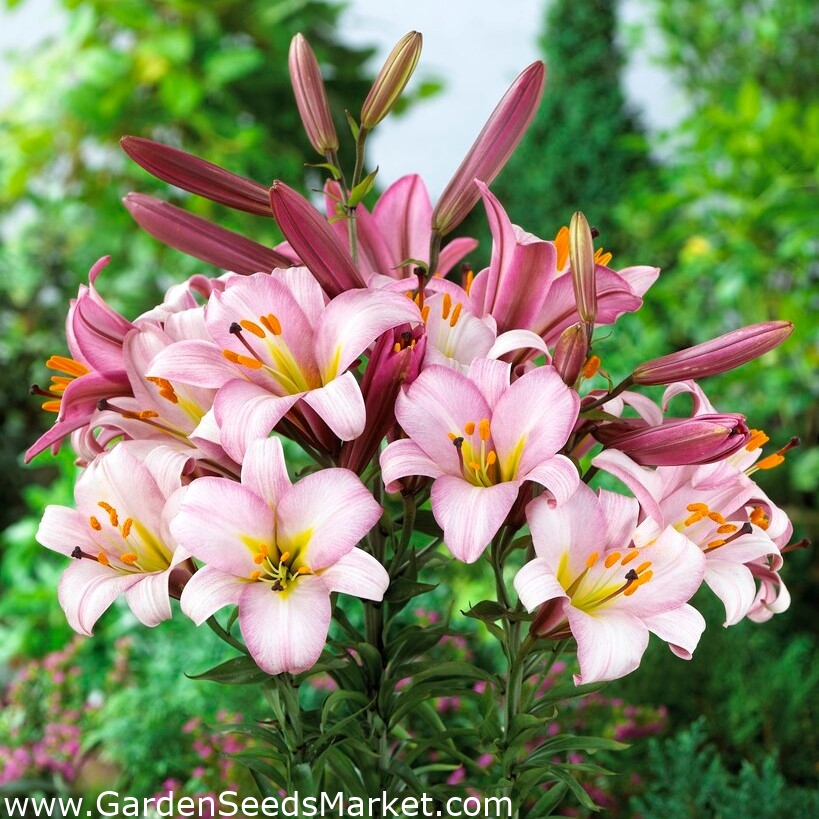 Trumpet Lily - Pink Planet - GIGA Pack! - 50 pcs. – Garden Seeds Market ...