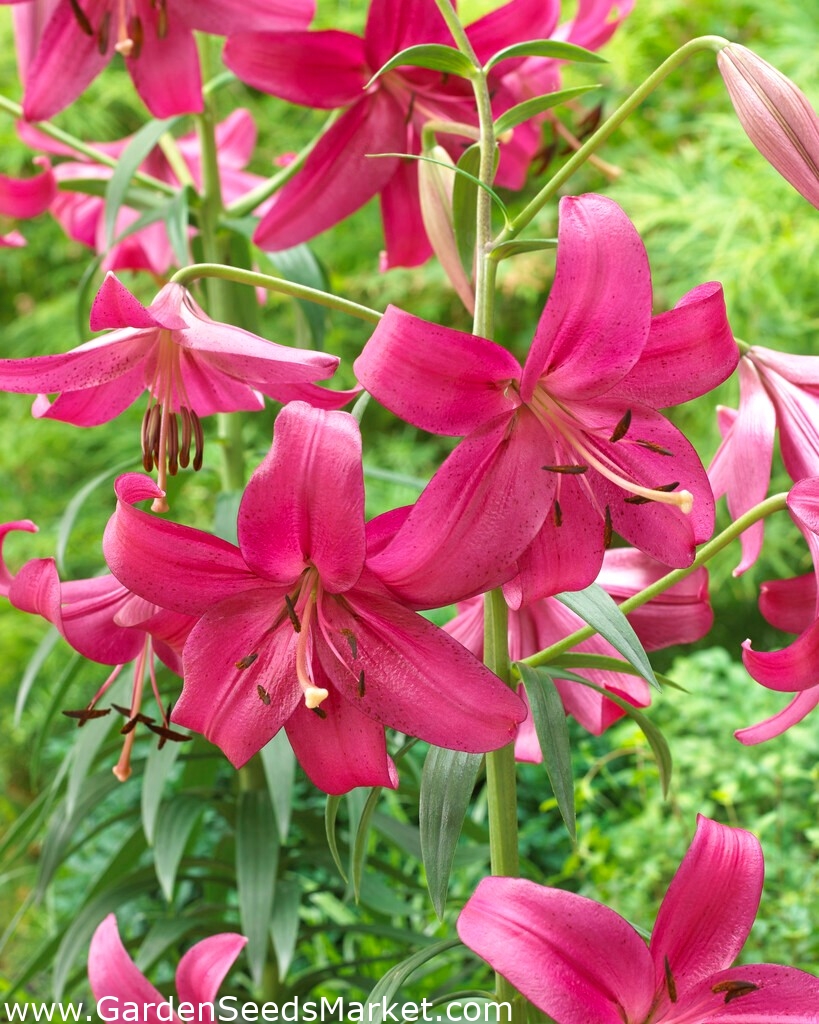 Lily - Purple Marble – Garden Seeds Market | Free shipping