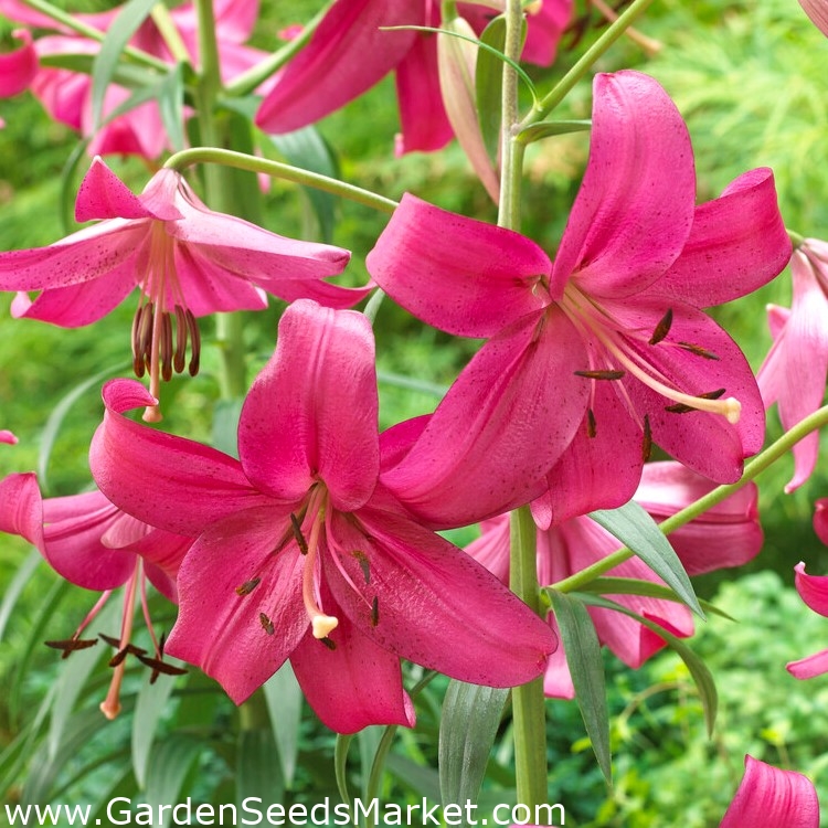 Lily - Purple Marble – Garden Seeds Market | Free shipping