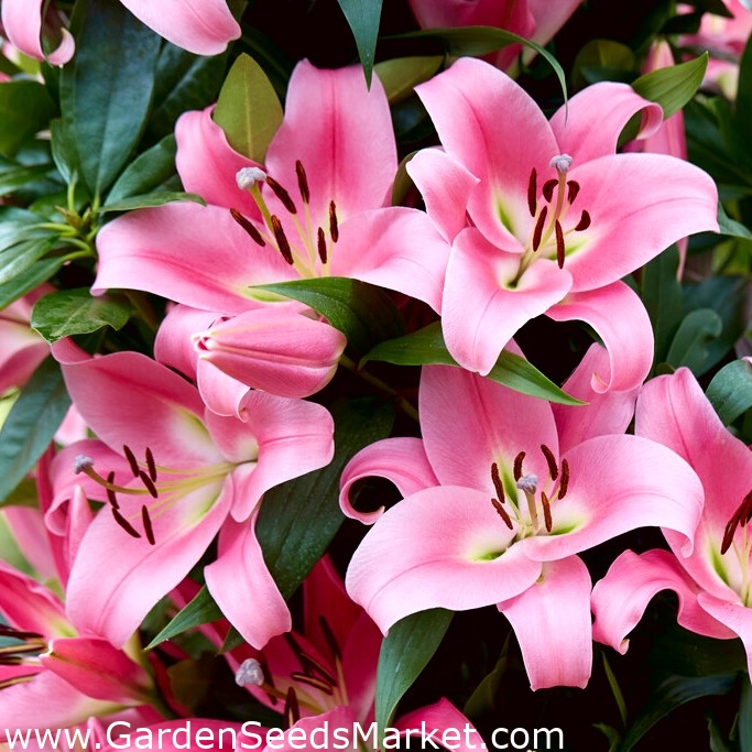 Tree lily - Pink Palace – Garden Seeds Market | Free shipping