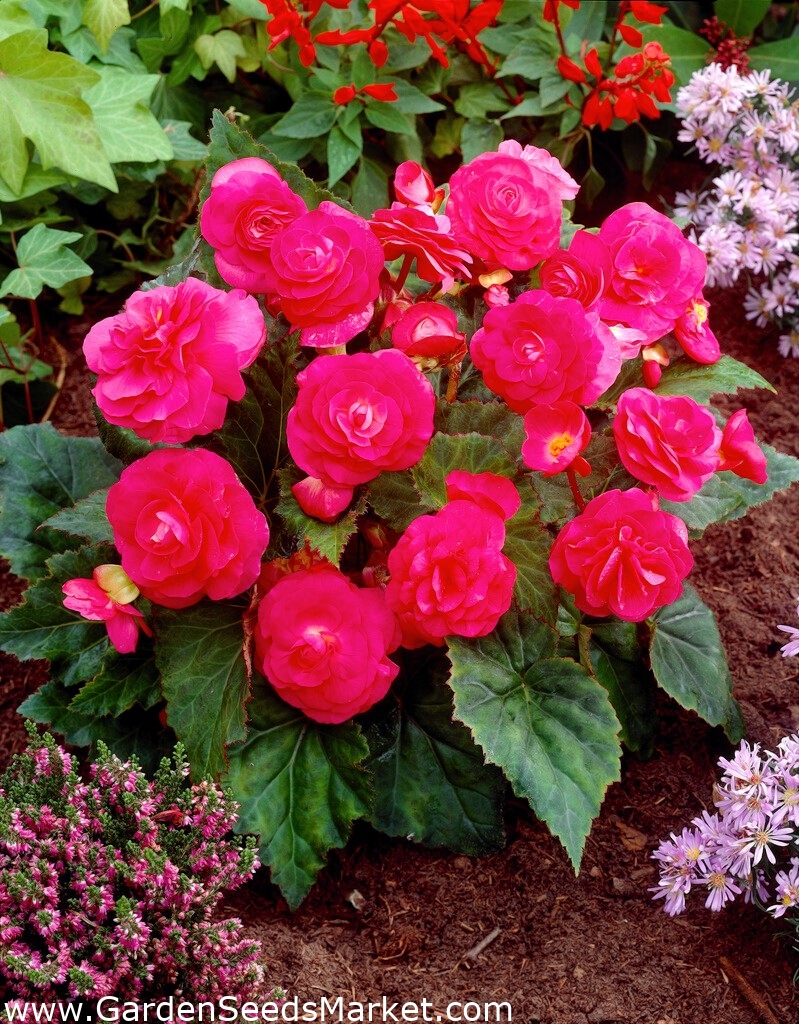 Višecvjetna begonija - Multiflora Maxima - ružičasti cvjetovi - 2 kom ...