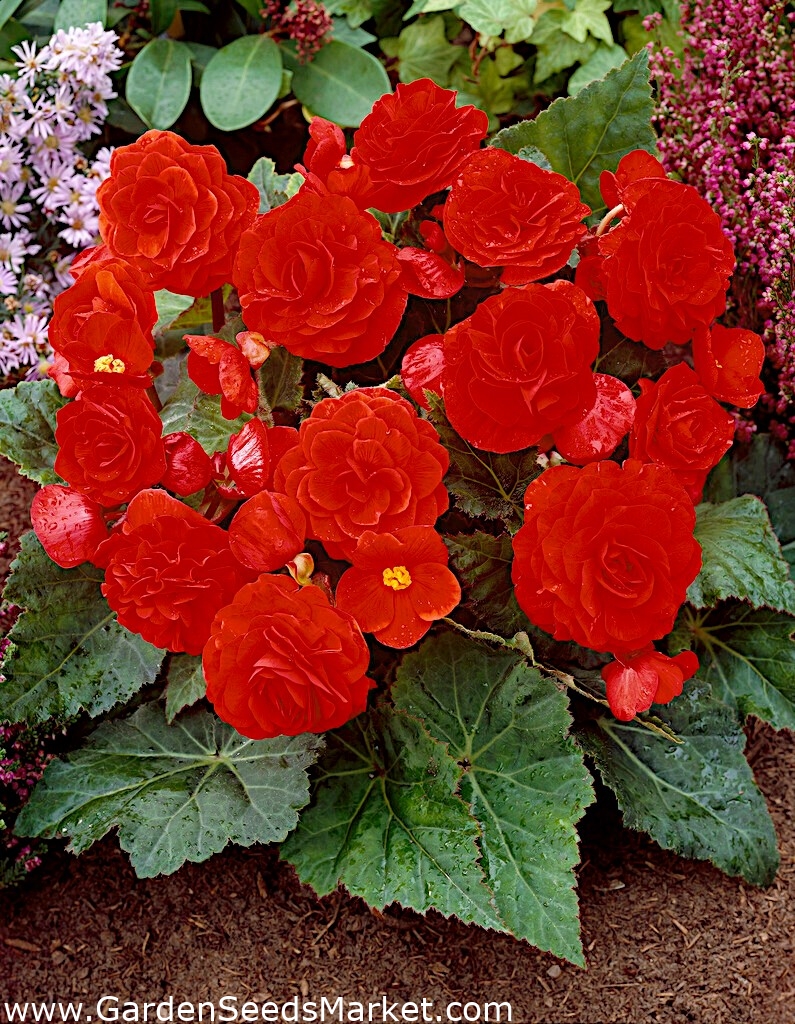 Begonia multiflor - Multiflora Maxima - flores rojas - 2 piezas ...