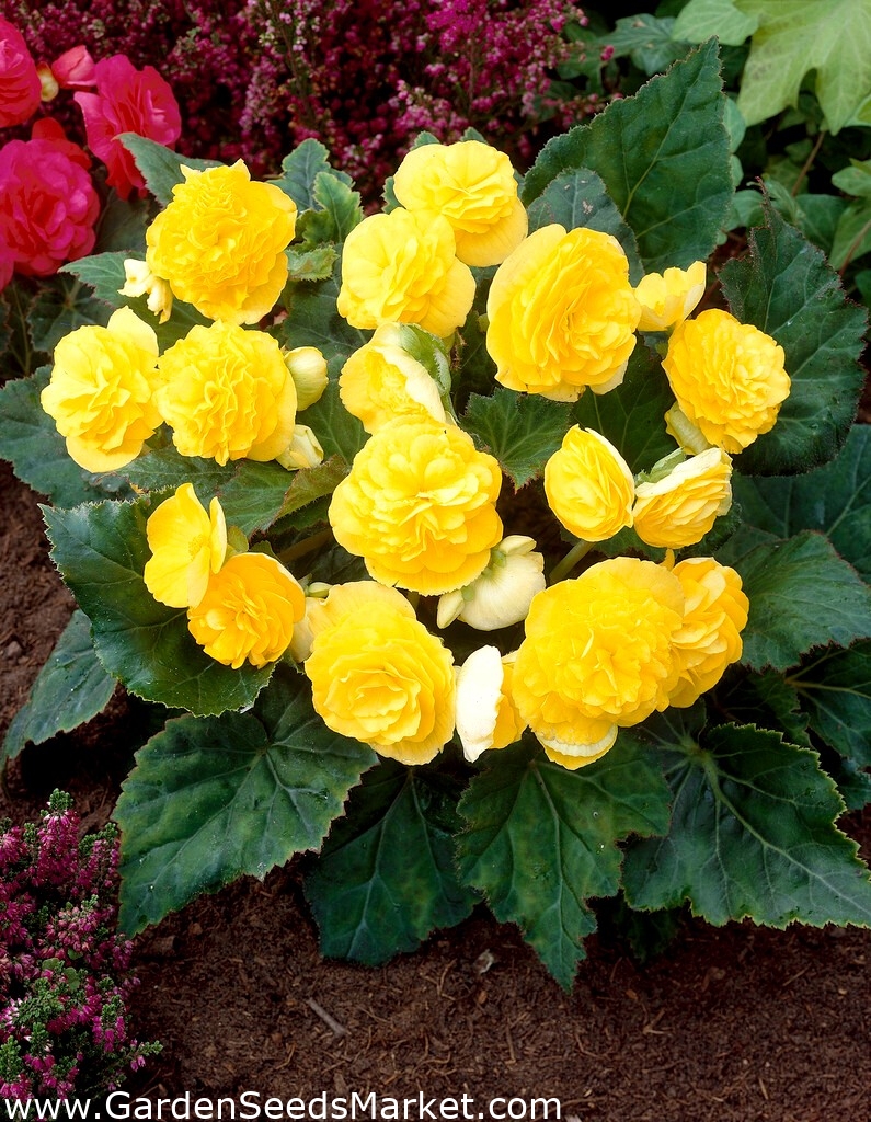 Begônia multiflor - Multiflora Maxima - amarelo - 2 unid. – Garden ...