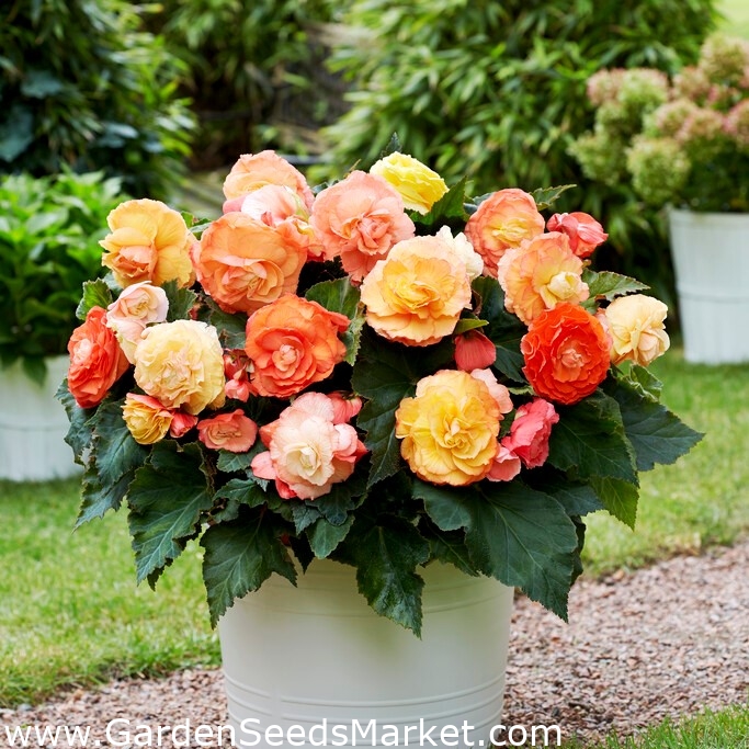 Begonia Superba Bolero - 2 kom - – Garden Seeds Market | Besplatna dostava