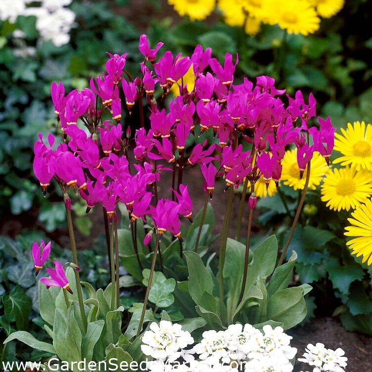 Etoile filante - fleur rose - Red Wings - 1 pc – Garden Seeds Market ...