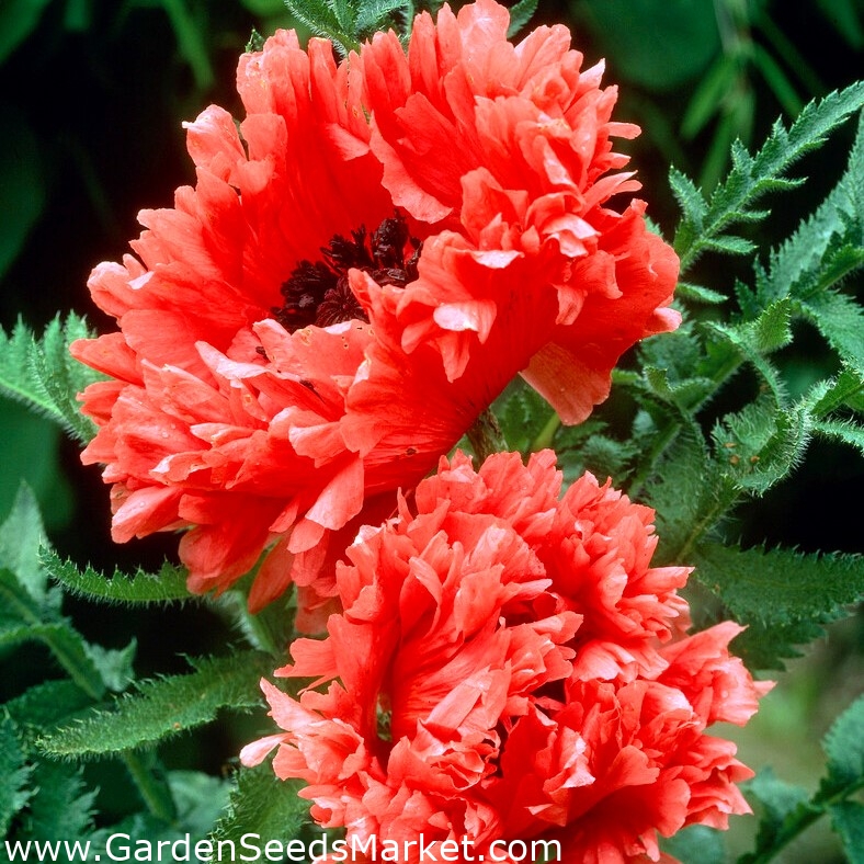 Oriental Poppy - Garden Glory - GIGA Pack! - 50 pcs – Garden Seeds ...