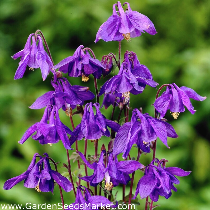 Alpine columbine, breath of God - Aquilegia alpina - 1 pc – Garden ...