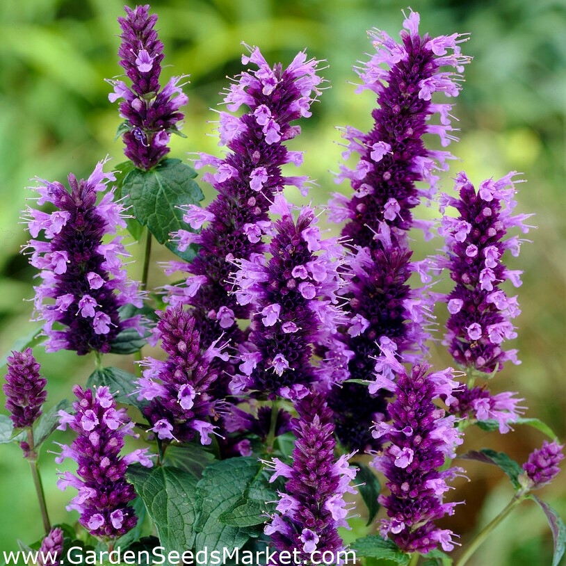 Agastache, hissopo gigante - Black Adder - – Garden Seeds Market ...