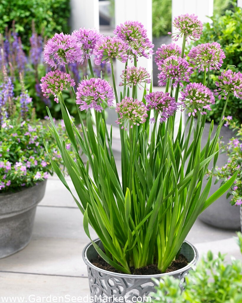 Ornamental onion Millenium – Garden Seeds Market | Free shipping